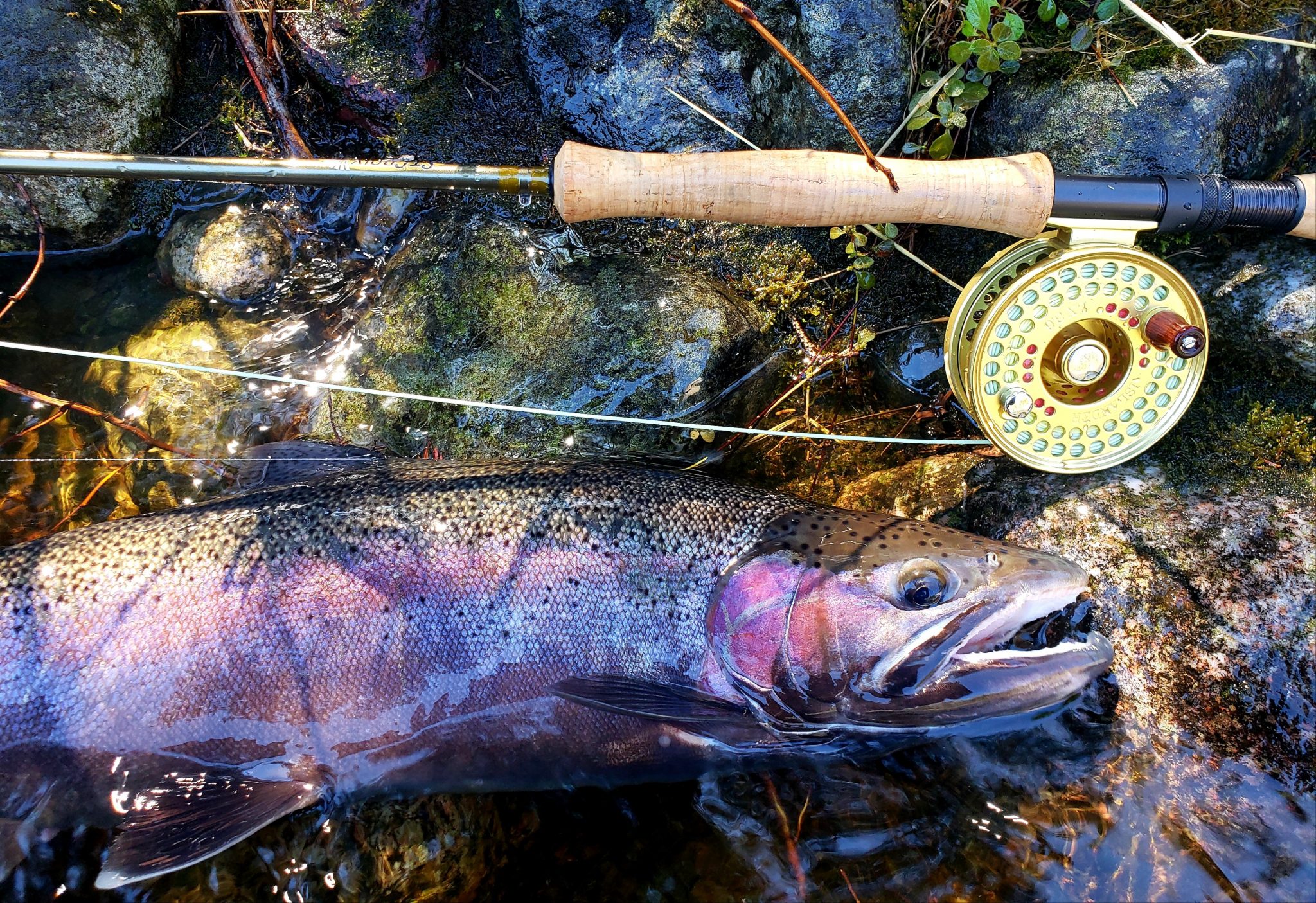10 Steelhead Facts | Superior Country
