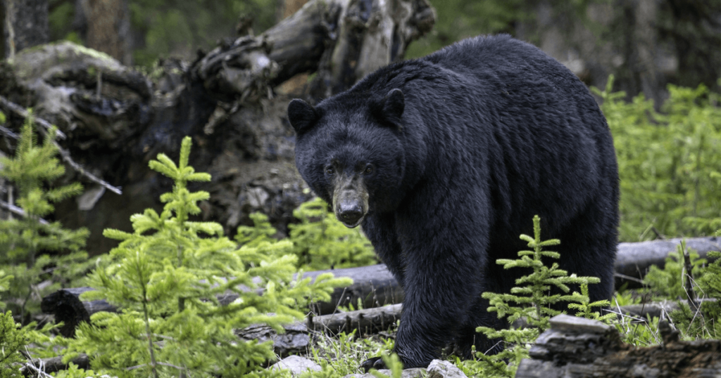 Dog Lake Resort - Superior Country