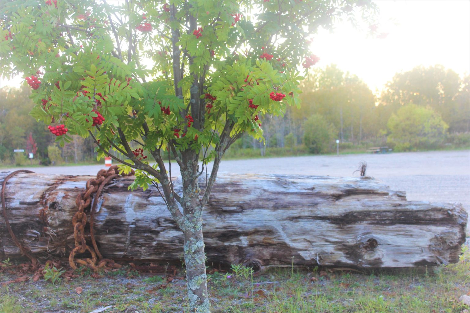 Nipigon - Superior Country